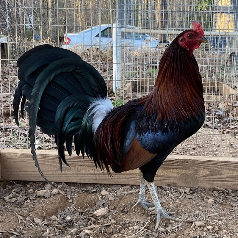 Ruble Hatch Gamefowl Scorpion Ridge GameFarm Cleveland GA